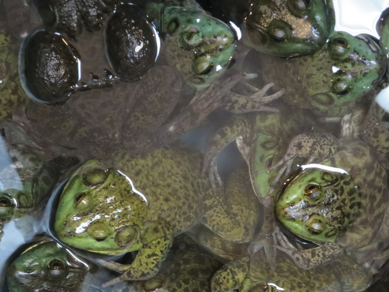 Chinatown: a living neighborhood – Myles Zhang